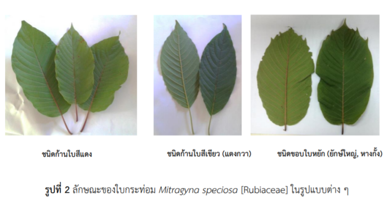 สูตรลับ วิธีการปลูกกระท่อม Kubota Agri Solutions