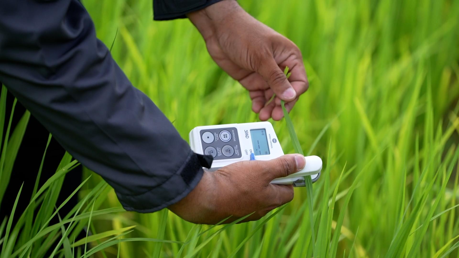 นาข้าวต้องเขียวถึงจะดี จริงหรือ? – KUBOTA (Agri) Solutions